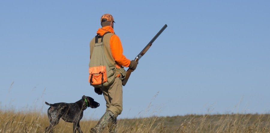 Hunting Dogs for Pheasant and Other Wildfowl - The Best Pheasant ...