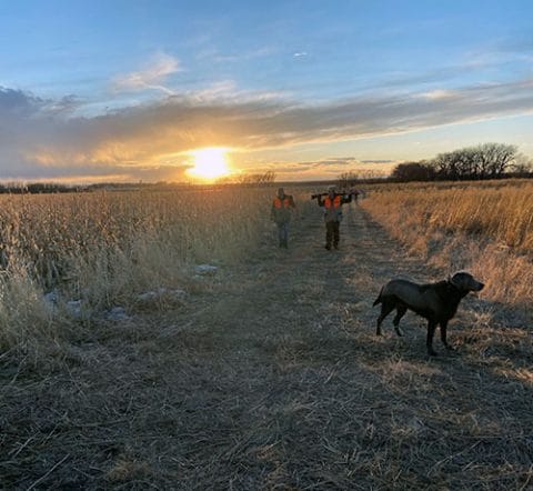 Pheasant Hunting in South Dakota | Double P Ranch
